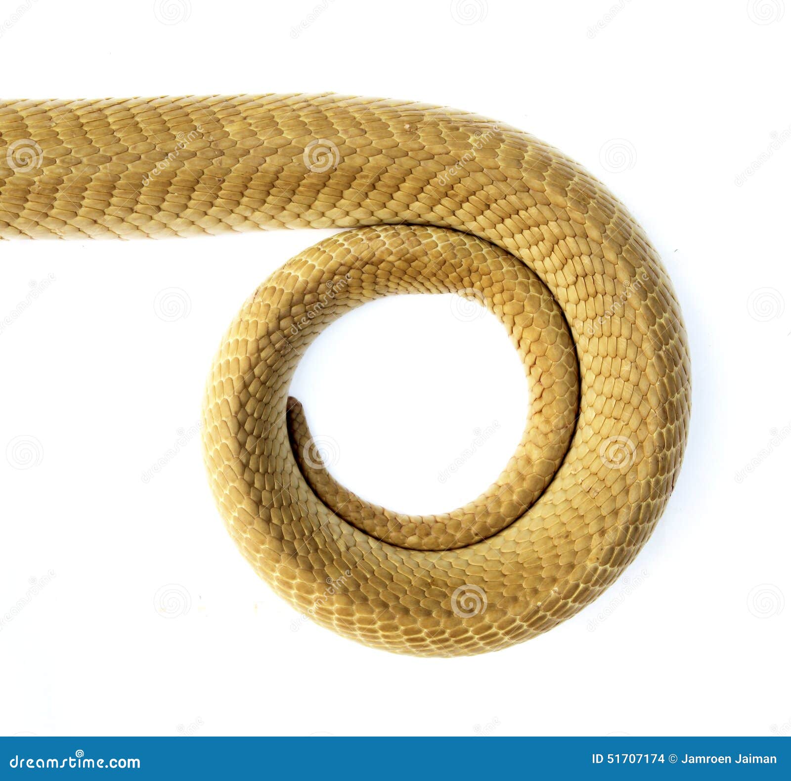 The tail of a snake stock photo. Image of deadly, isolated - 51707174