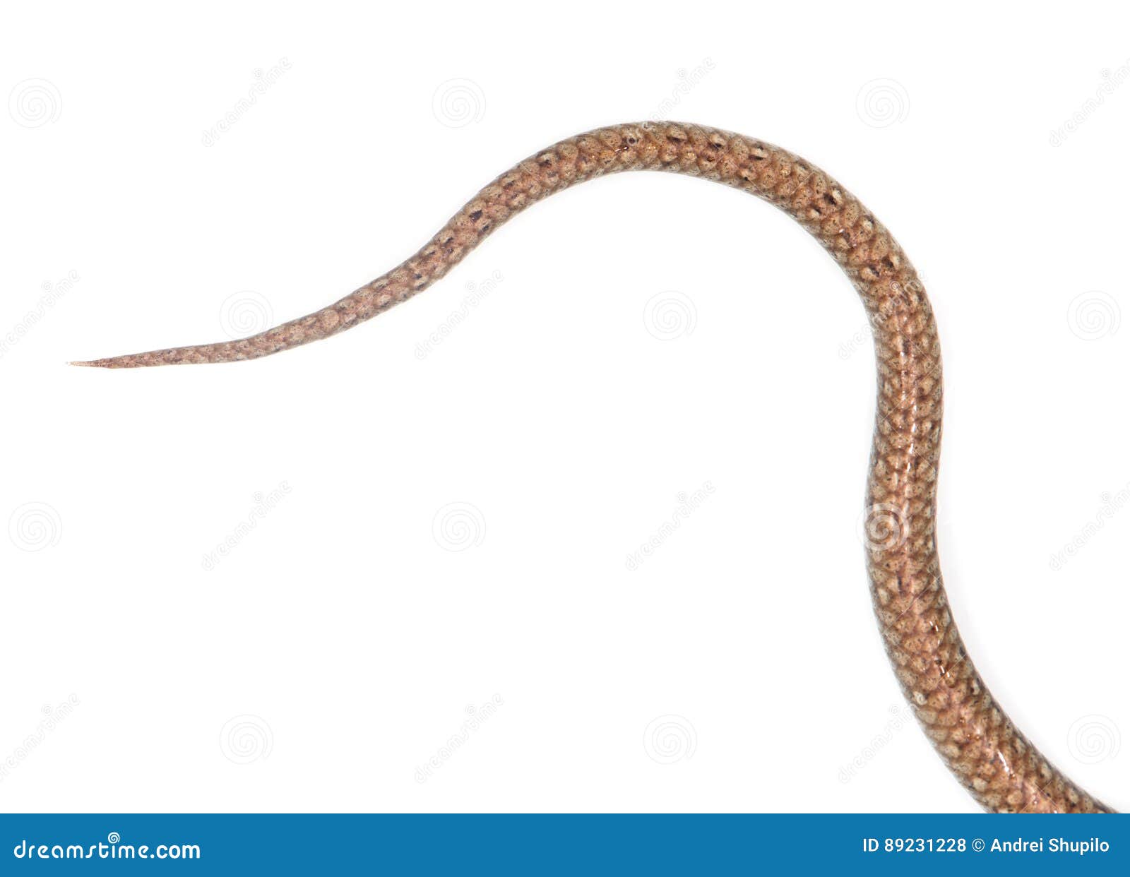 Tail of the Snake on a White Background Stock Photo - Image of hannah ...