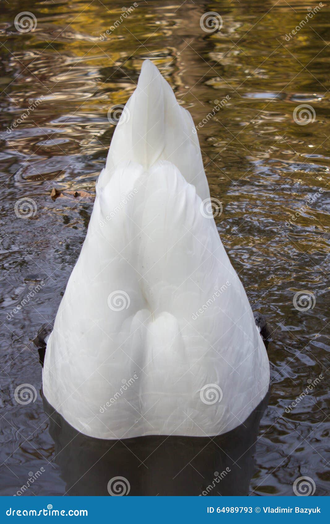 Tail swan in water stock image. Image of ripple, nature - 64989793