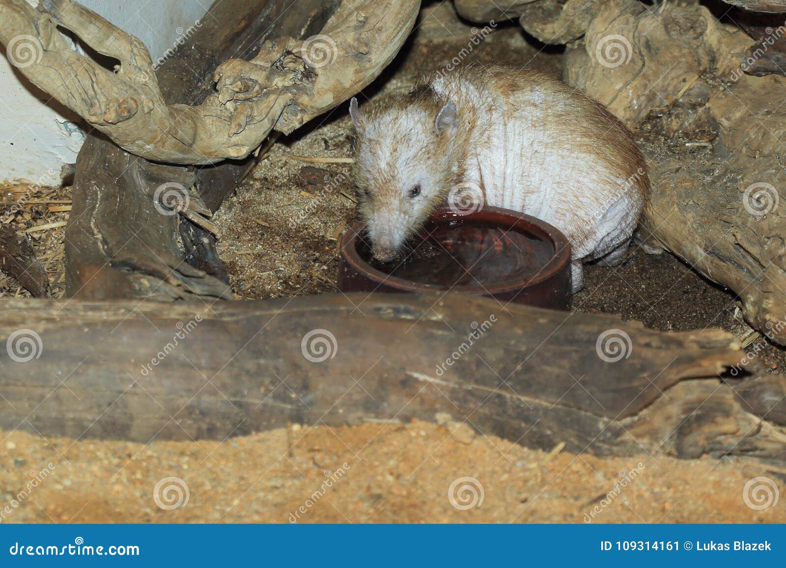 Tail-less tenrec stock image. Image of ecaudatus, tailless - 109314161