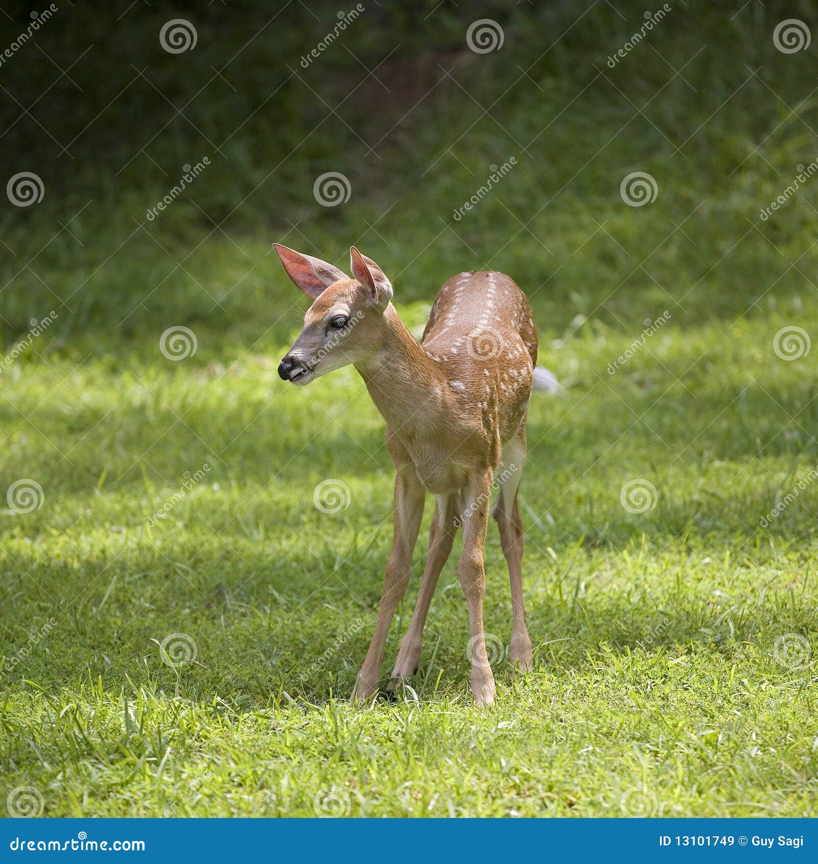 Tail wagging fawn stock image. Image of wildlife, green - 13101749