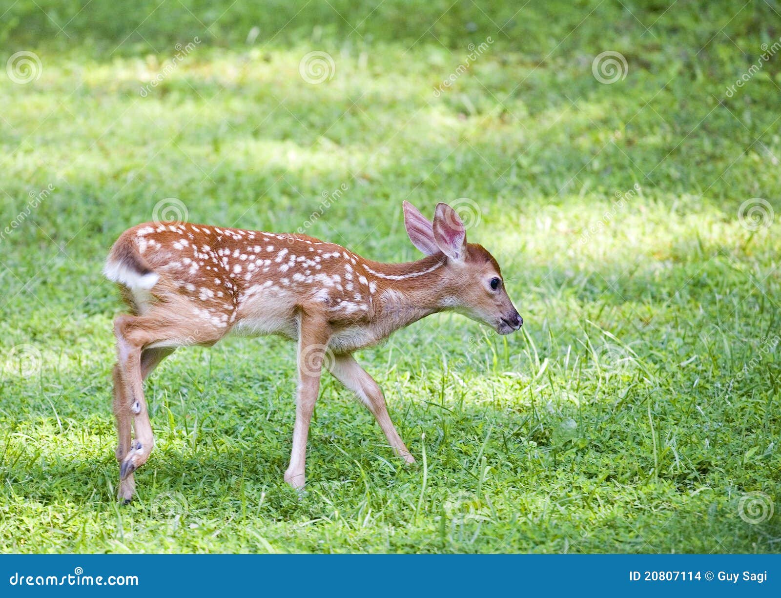 Tail wagging fawn stock photo. Image of deer, mammal - 20807114
