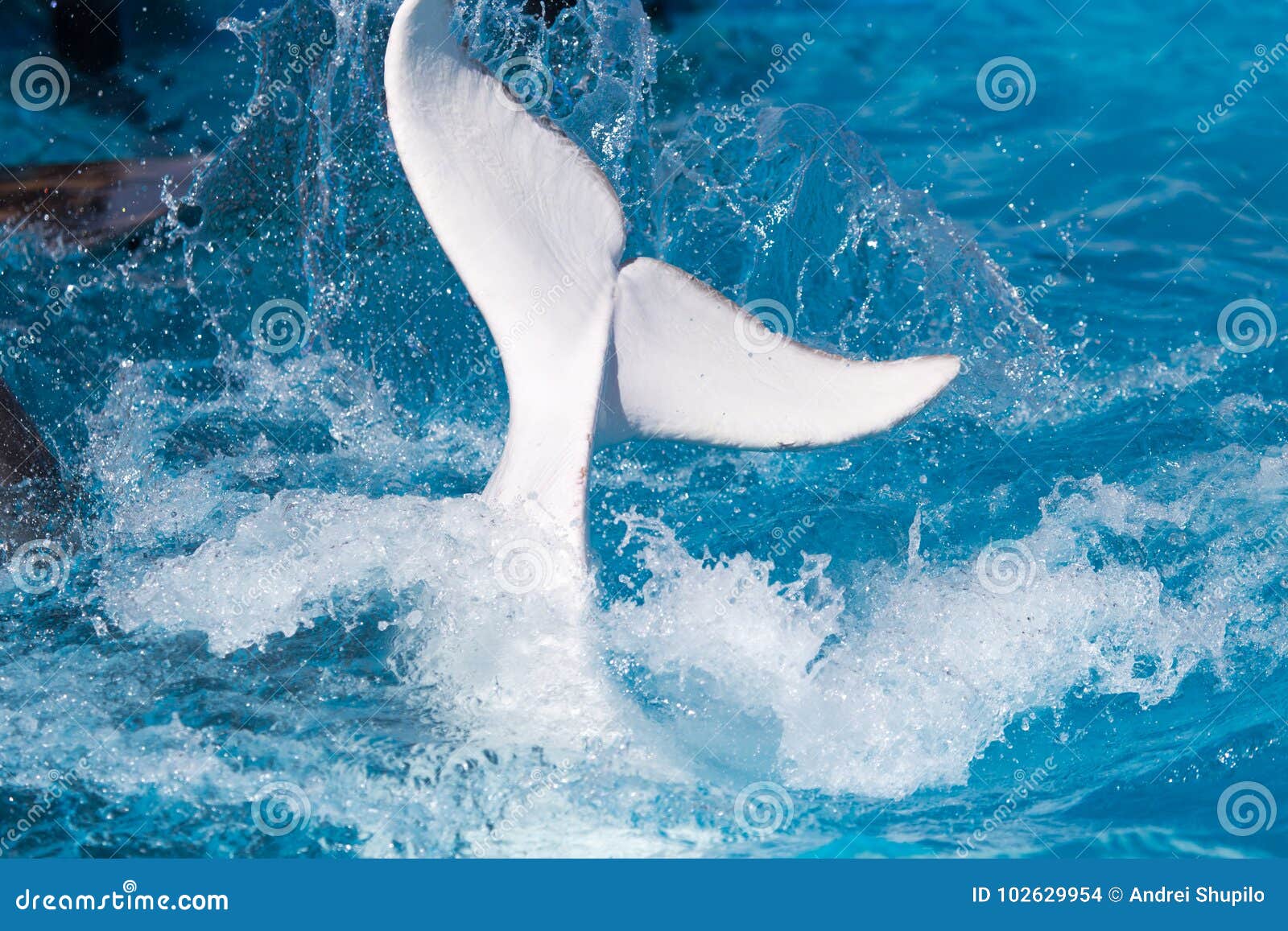 Tail White Dolphin in the Pool Stock Photo - Image of marine, swimming ...