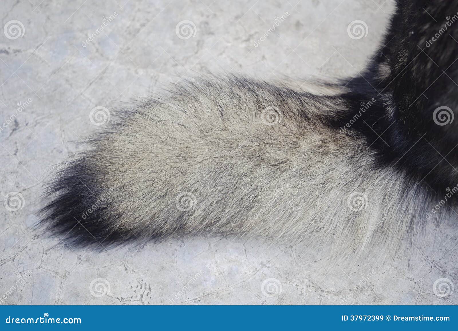 Tail of wolf. stock image. Image of hair, fashion, yellow - 37972399