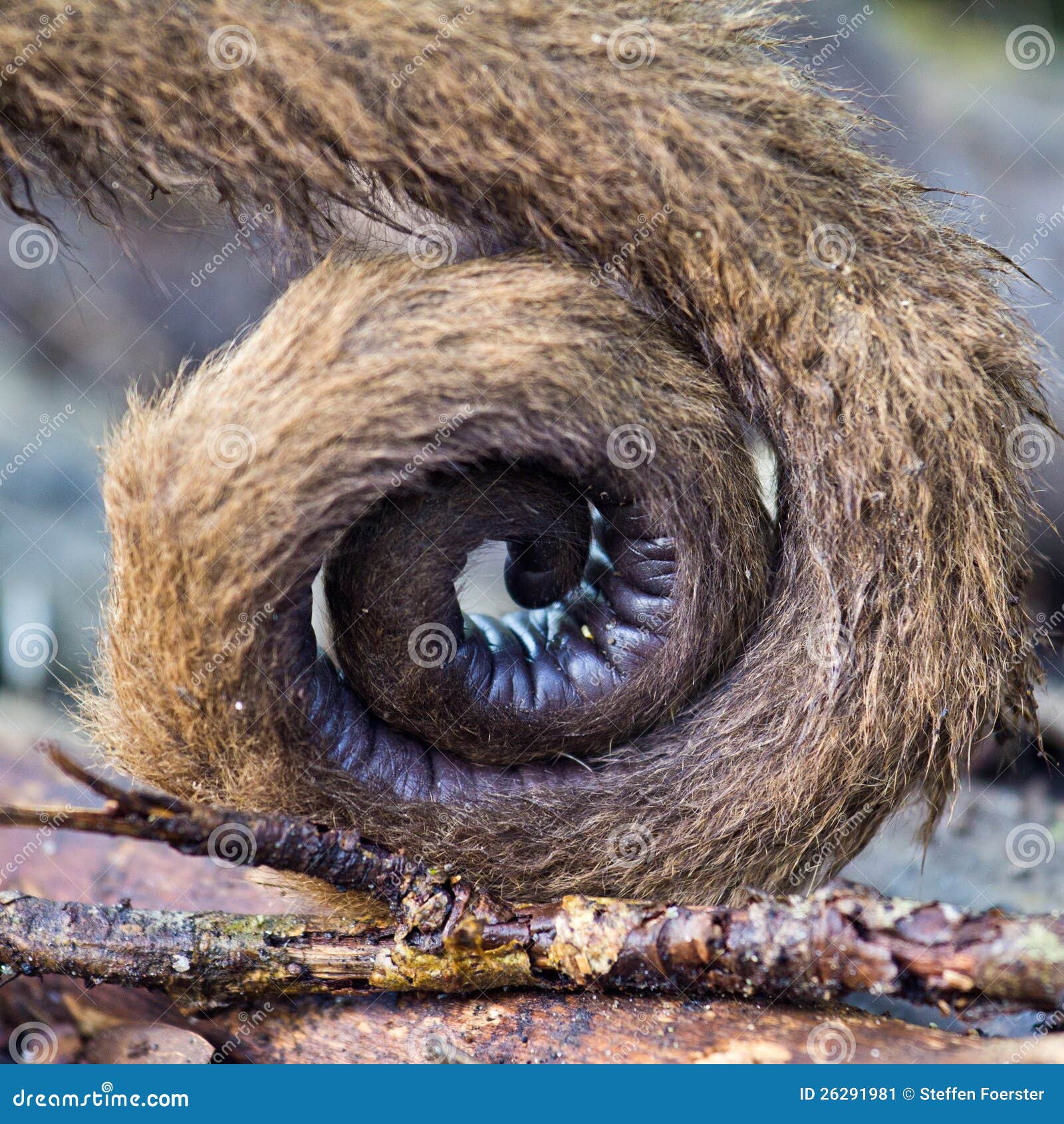 Tail of a woolly monkey stock image. Image of woolly - 26291981