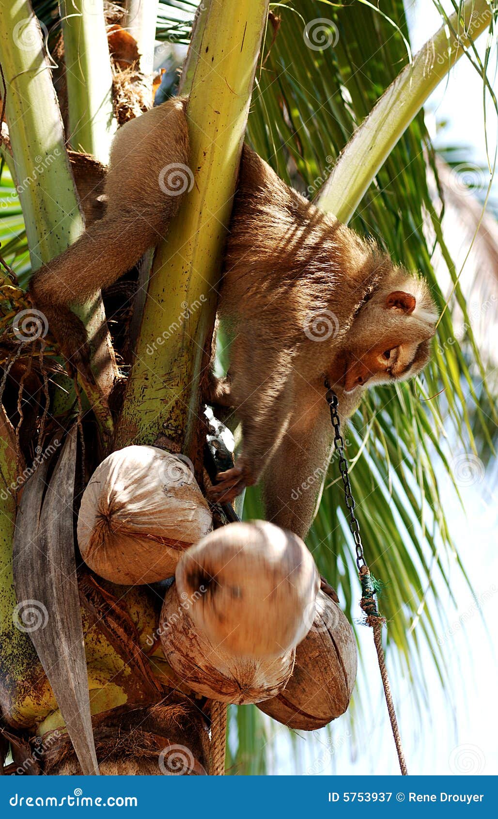 Tailandia, KOH Samui: Mono Que Cosecha El Coco Imagen de archivo ...