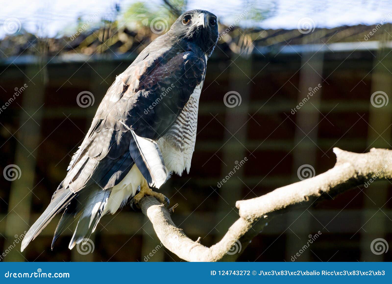Tailed Hawk with Stare on the Horizon Stock Photo - Image of grounds ...