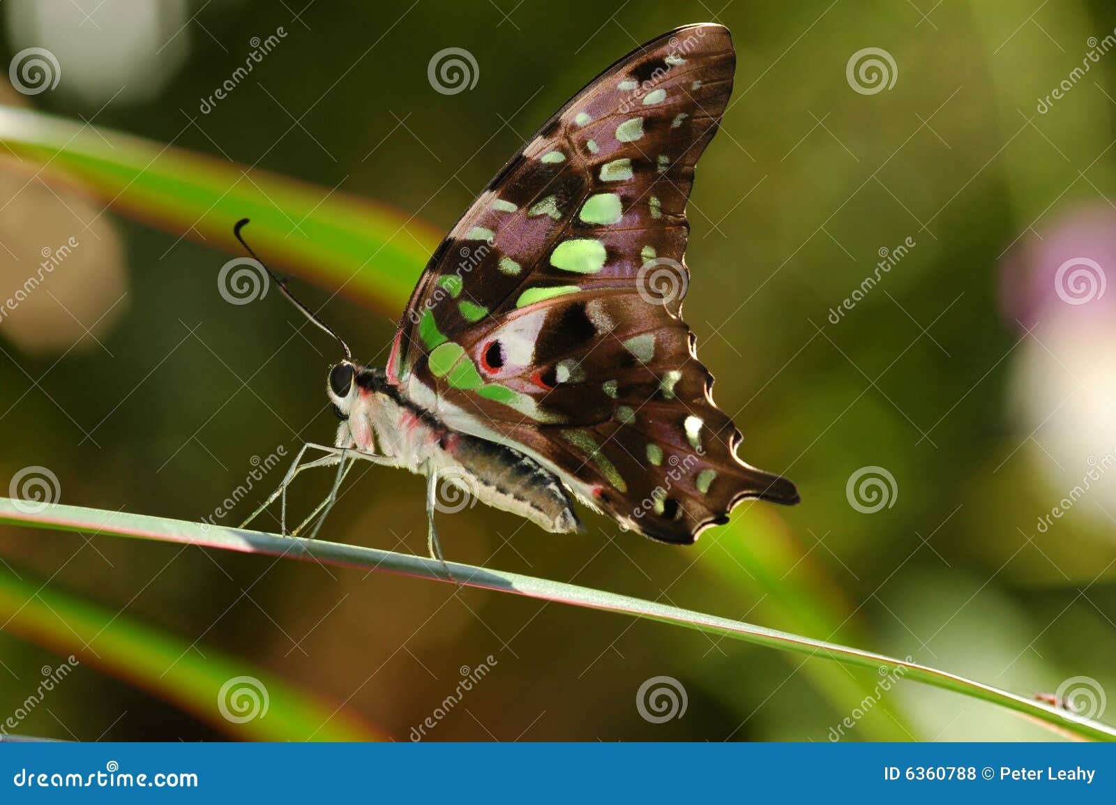 Tailed Jay Butterfly stock photo. Image of flower, black - 6360788