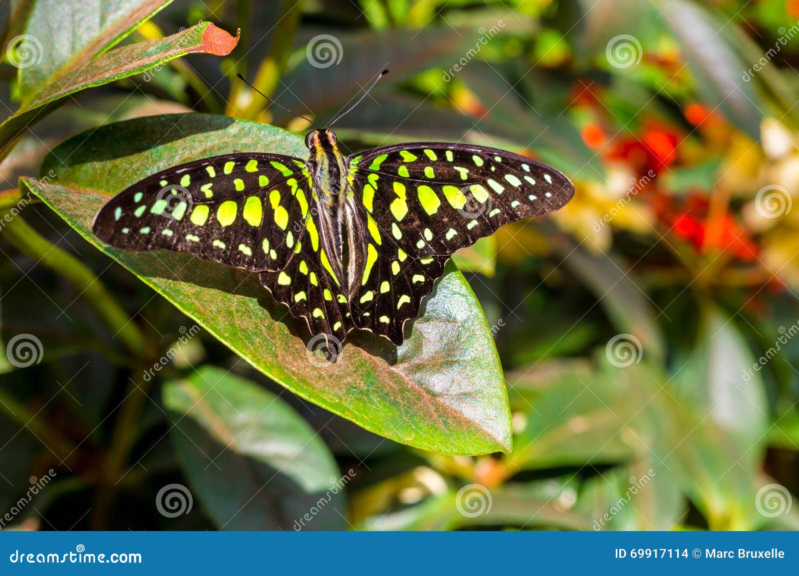 Tailed Jay Butterfly stock photo. Image of tropical, view - 69917114