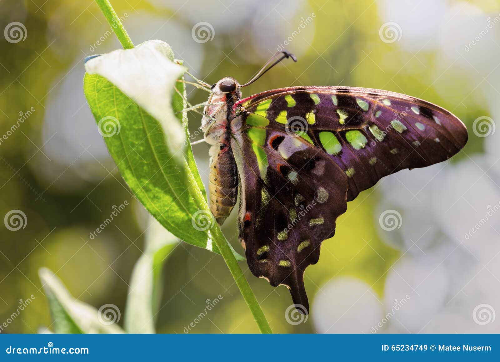 Tailed Jay butterfly stock image. Image of abdomen, papilionidae - 65234749