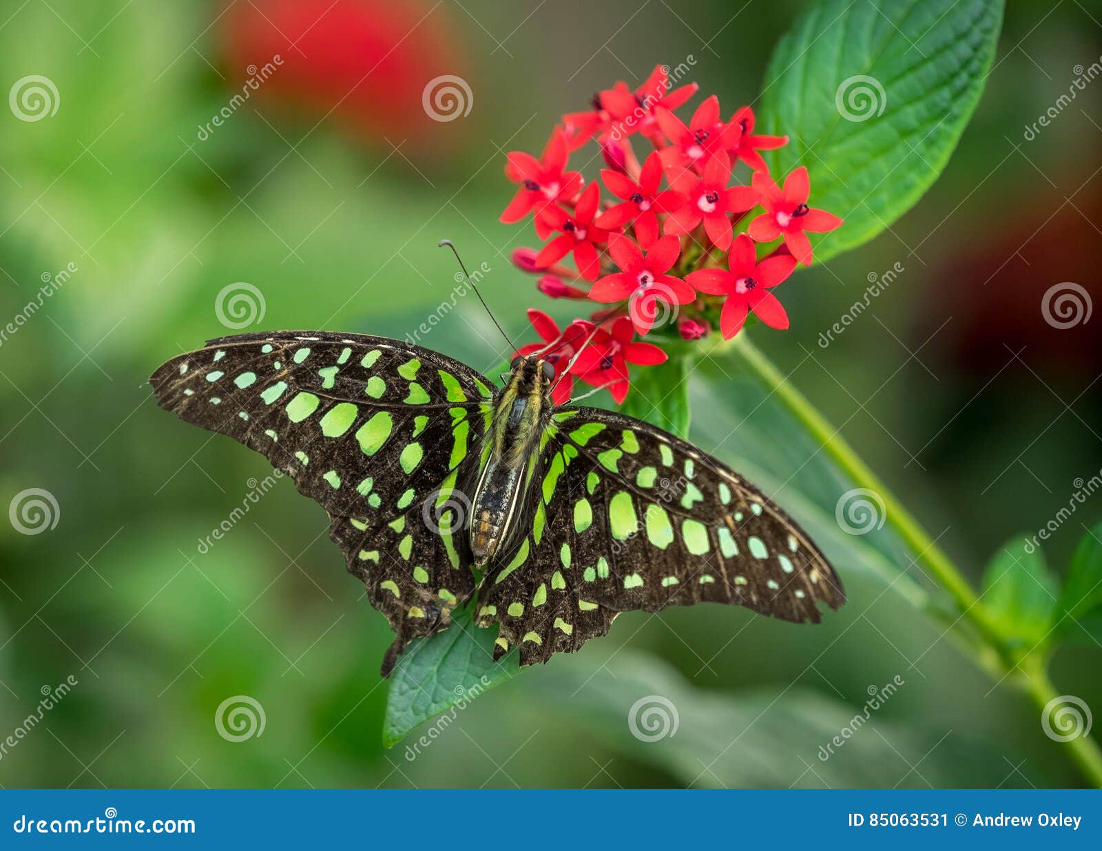Tailed Jay butterfly stock image. Image of butterfly - 85063531