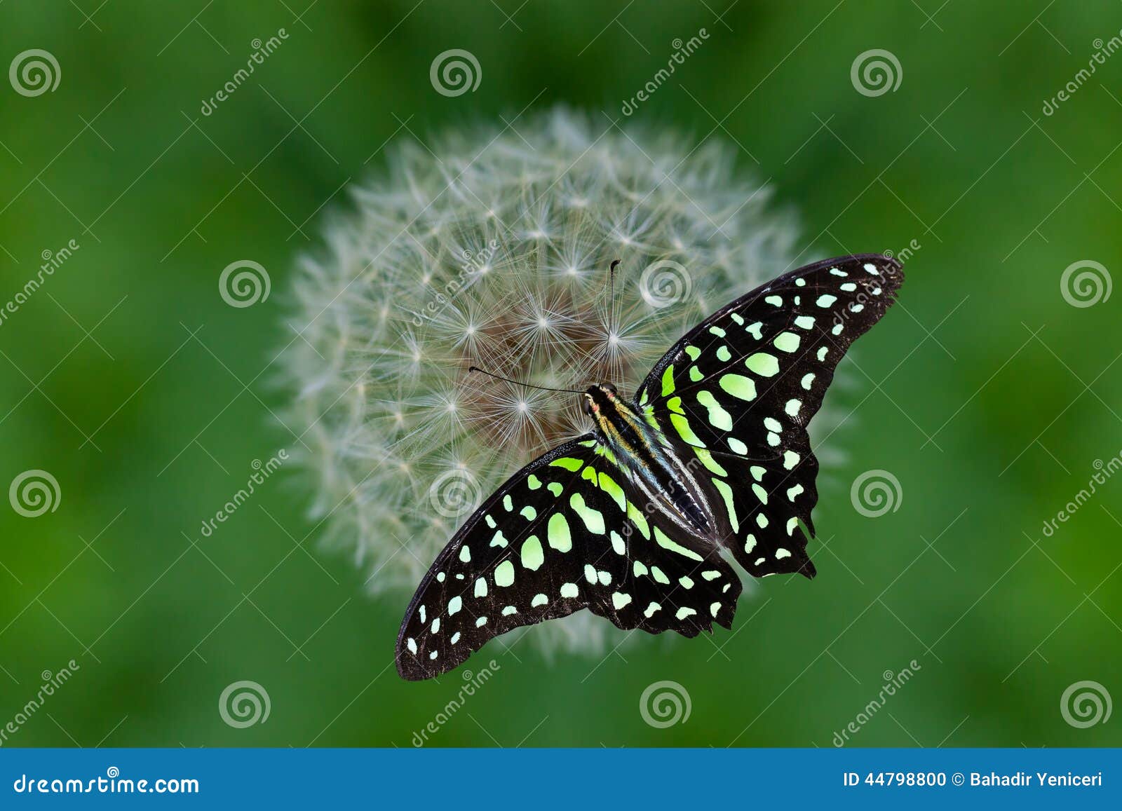 Tailed Jay Butterfly stock photo. Image of botany, macro - 44798800