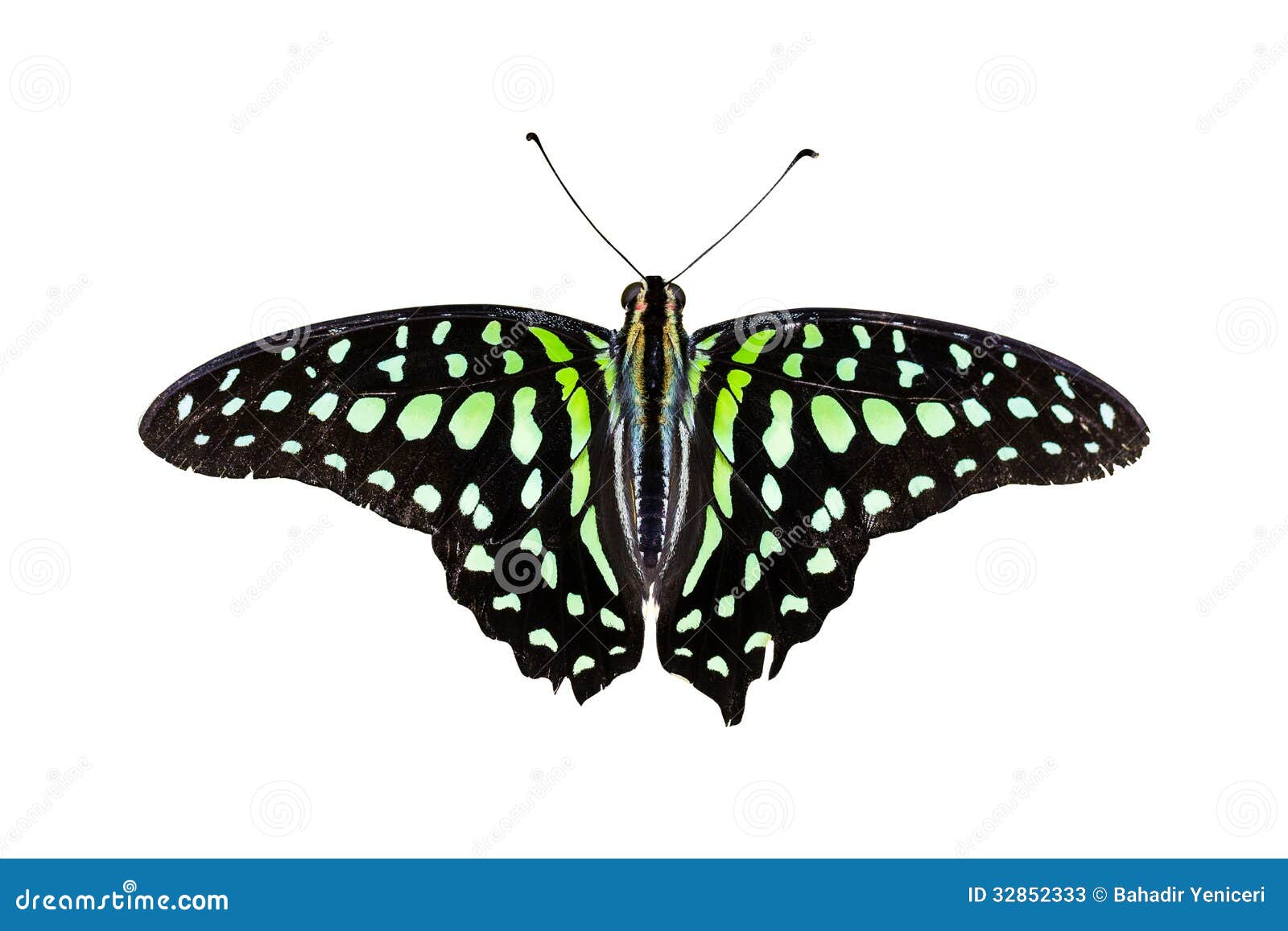 Tailed Jay Butterfly stock image. Image of beauty, pretty - 32852333