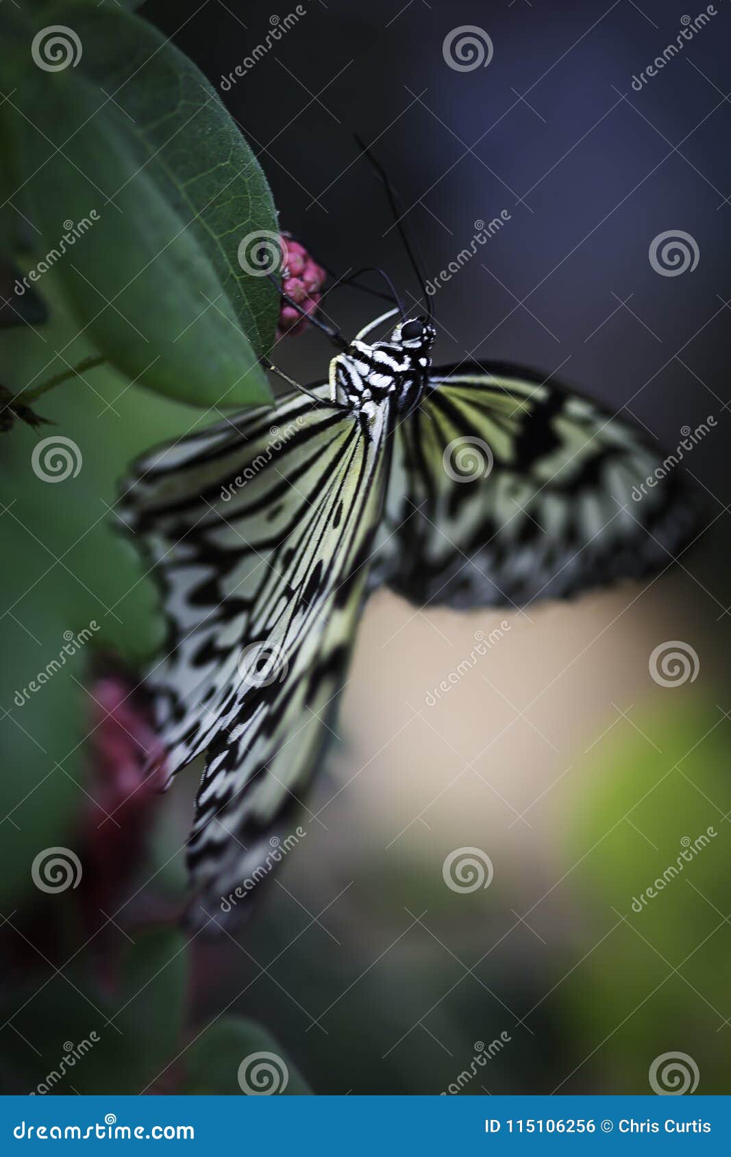 Tailed Jay Graphium Agamemnon Butterfly Stock Photo - Image of green ...