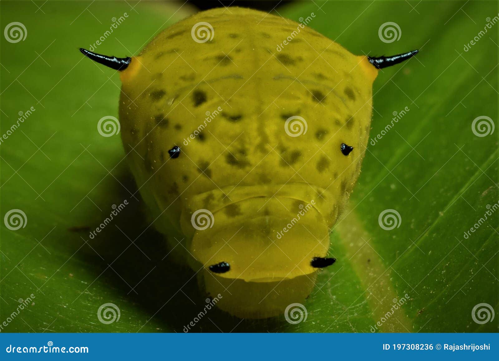 Tailed Jay Graphium Agamemnon Caterpillar Face Closeup Stock Photo ...