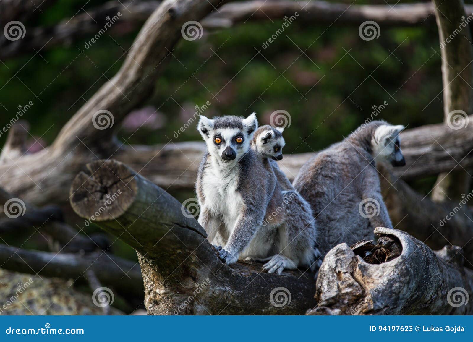 Tailed Lemurs Lemur Catta Sitting on a Branch Stock Image - Image of ...