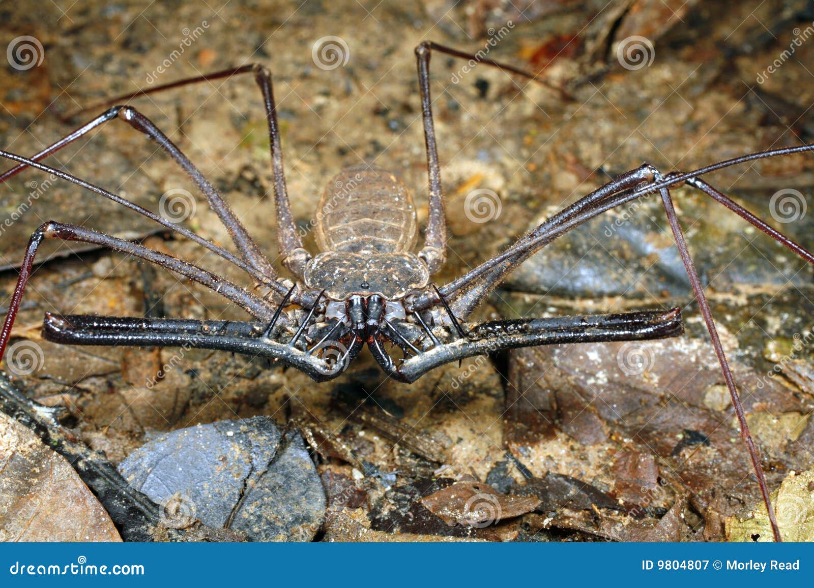 Whip Scorpion Stock Photo | CartoonDealer.com #104627628