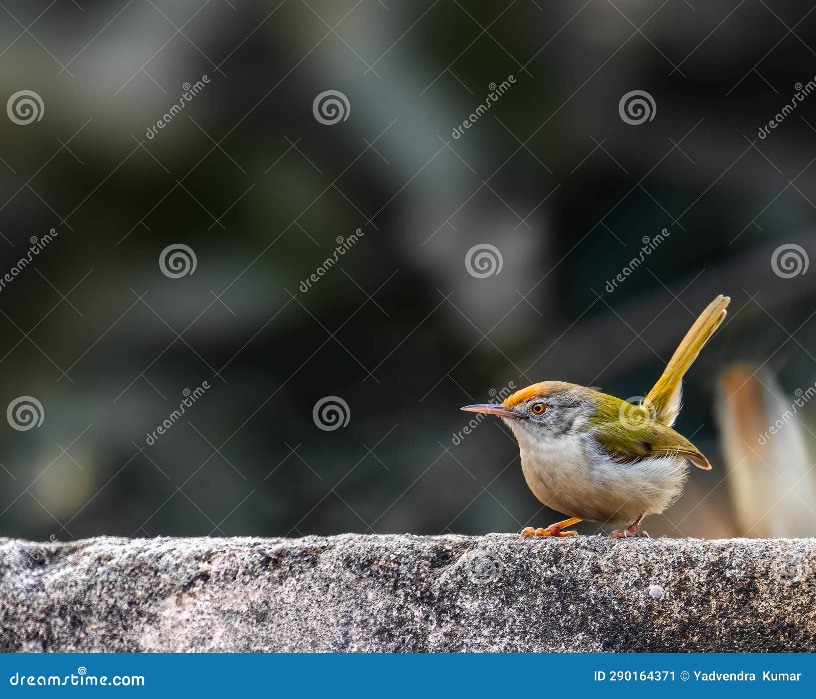 A Tailor bird stock image. Image of aviary, wildlife - 290164371