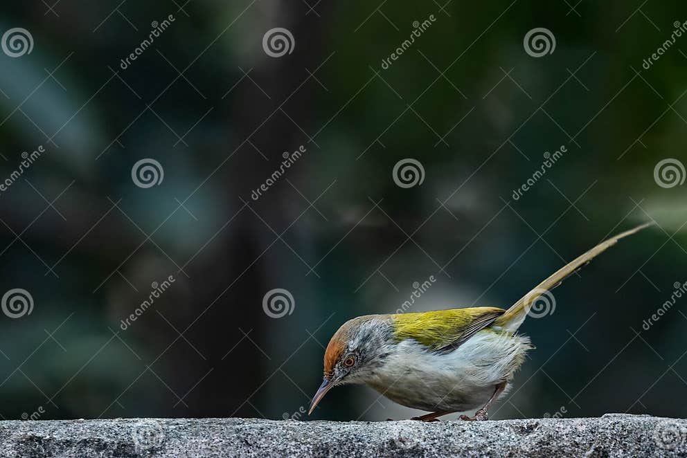 A Tailor Bird stock image. Image of exotic, colours - 290164425