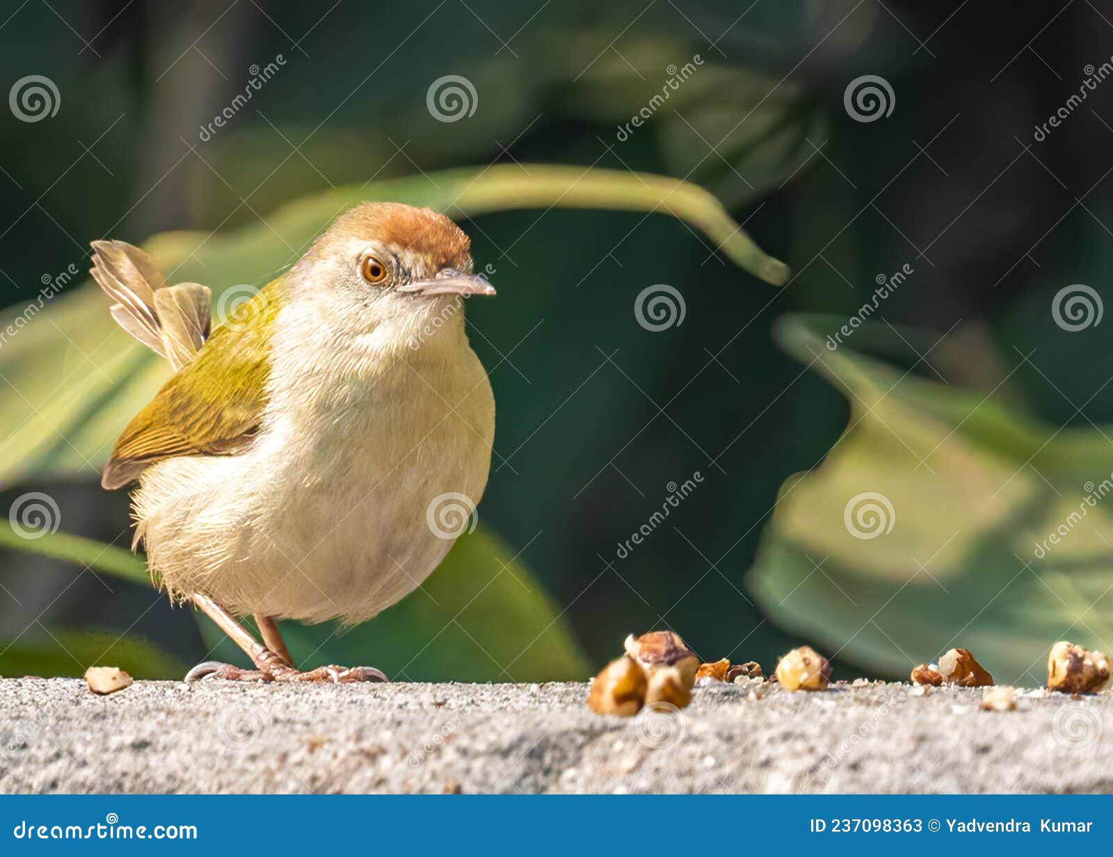 Tailor Bird Looking into Camera Stock Image - Image of yellow, forest ...