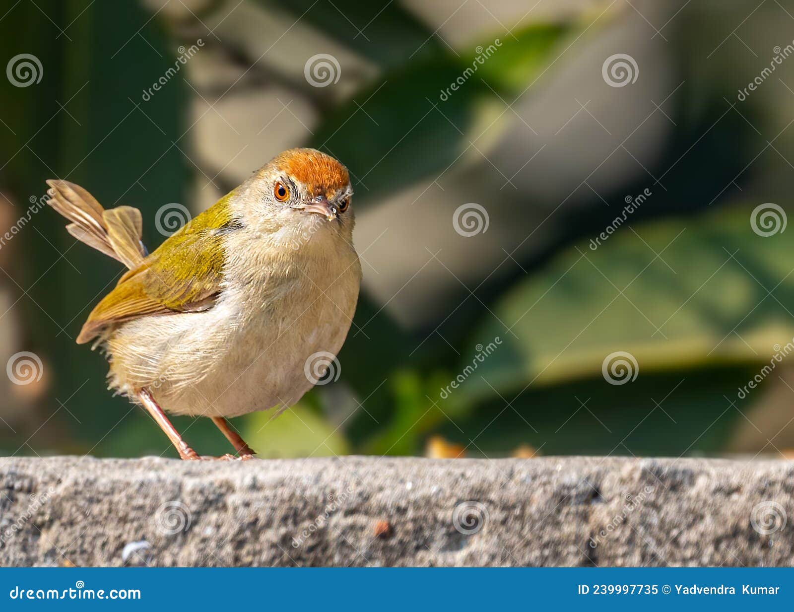 Tailor Bird Looking into Camera Stock Image - Image of bluebird, wild ...