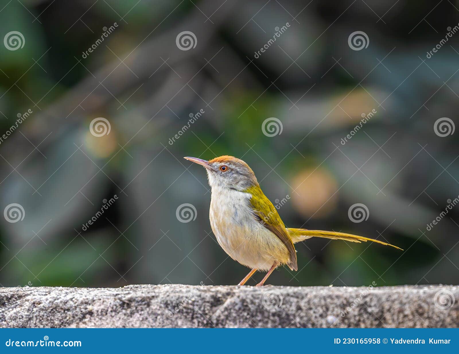 Tailor Bird Looking Up from a Wall Stock Photo - Image of black ...