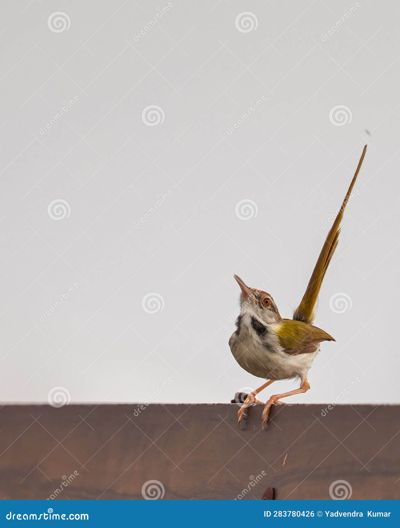 A tailor bird looking up stock photo. Image of tropics - 283780426