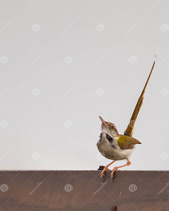 A tailor bird looking up stock photo. Image of tropics - 283780426