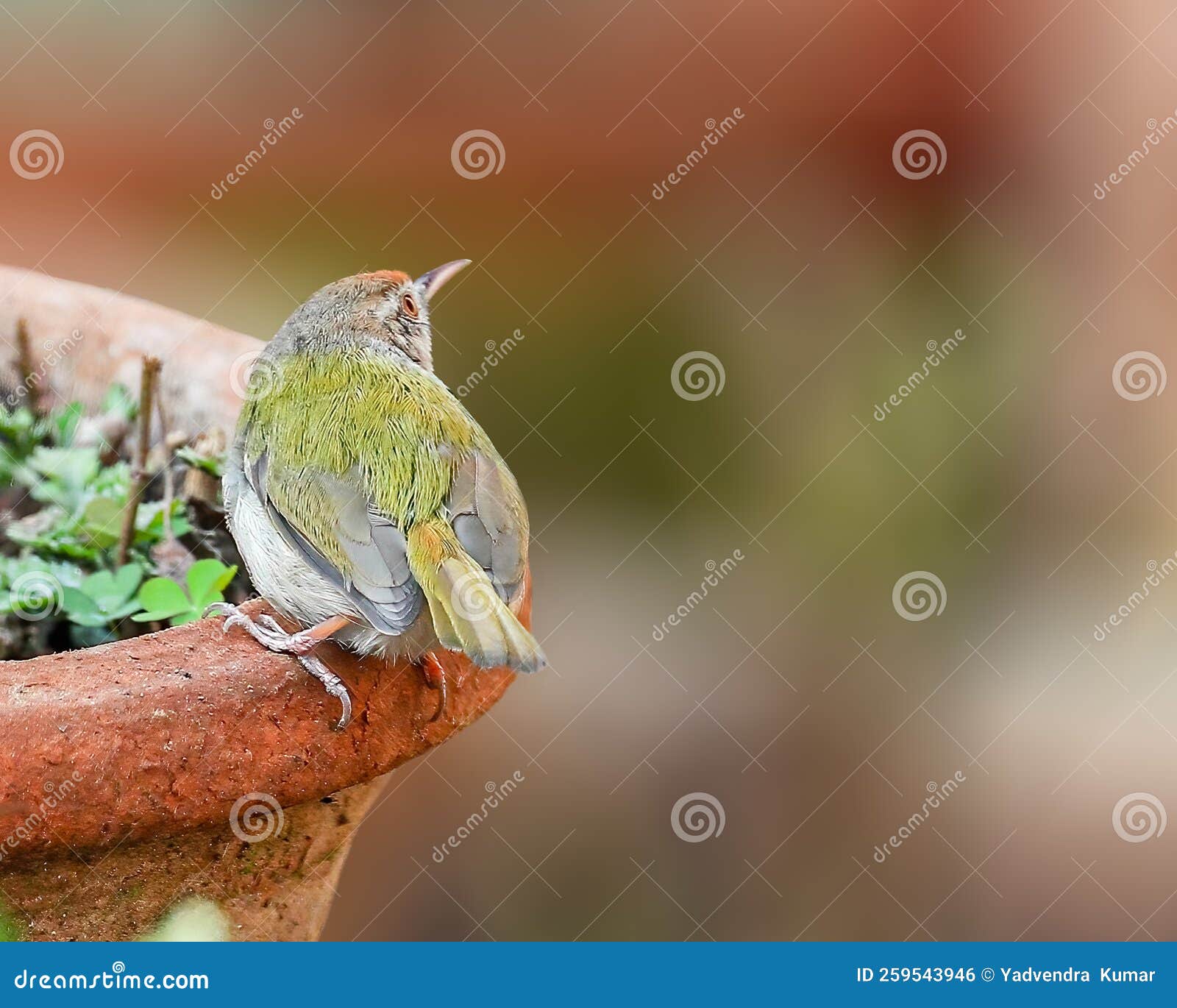 A Tailor Bird taking off stock photo. Image of breeding - 259543946