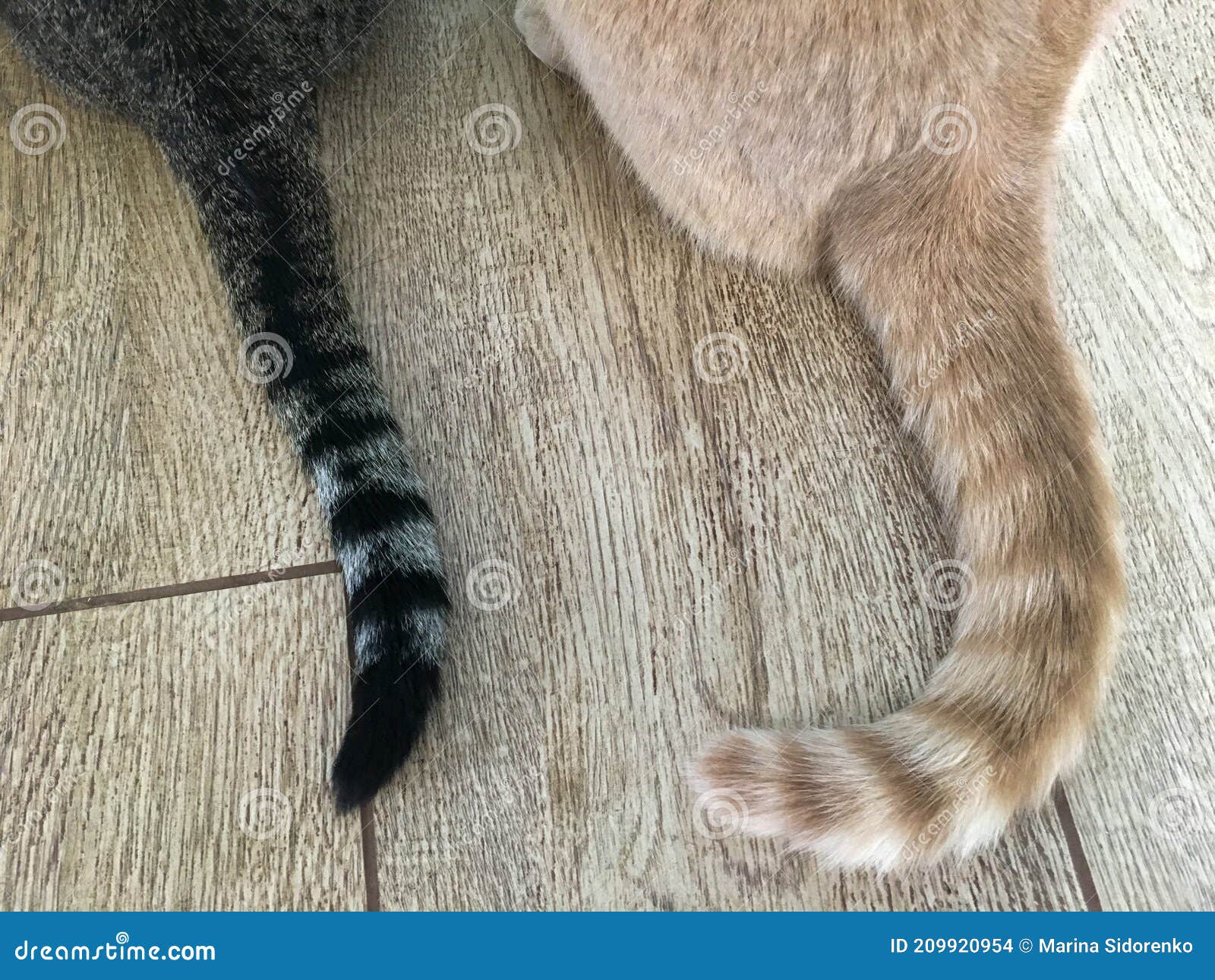 Tails and Backs of Two Different Cats Stock Photo - Image of happy ...
