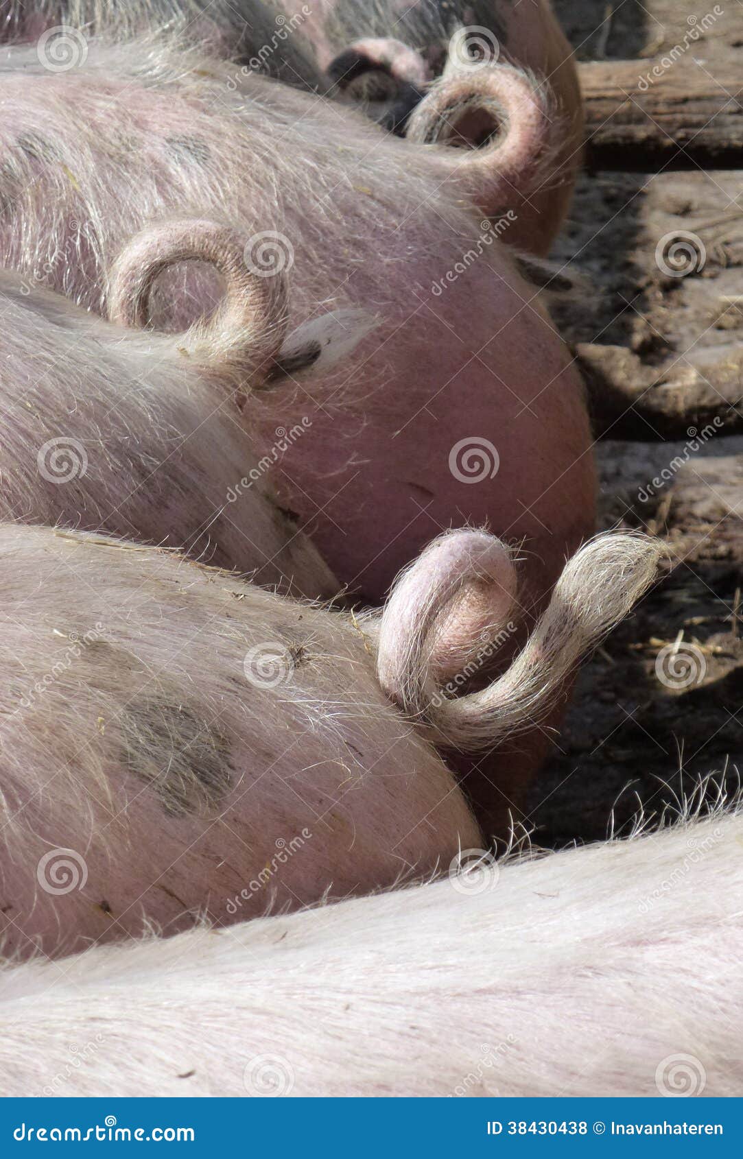 Tails with a Curl of a Domestic Pig Stock Photo - Image of livestock ...