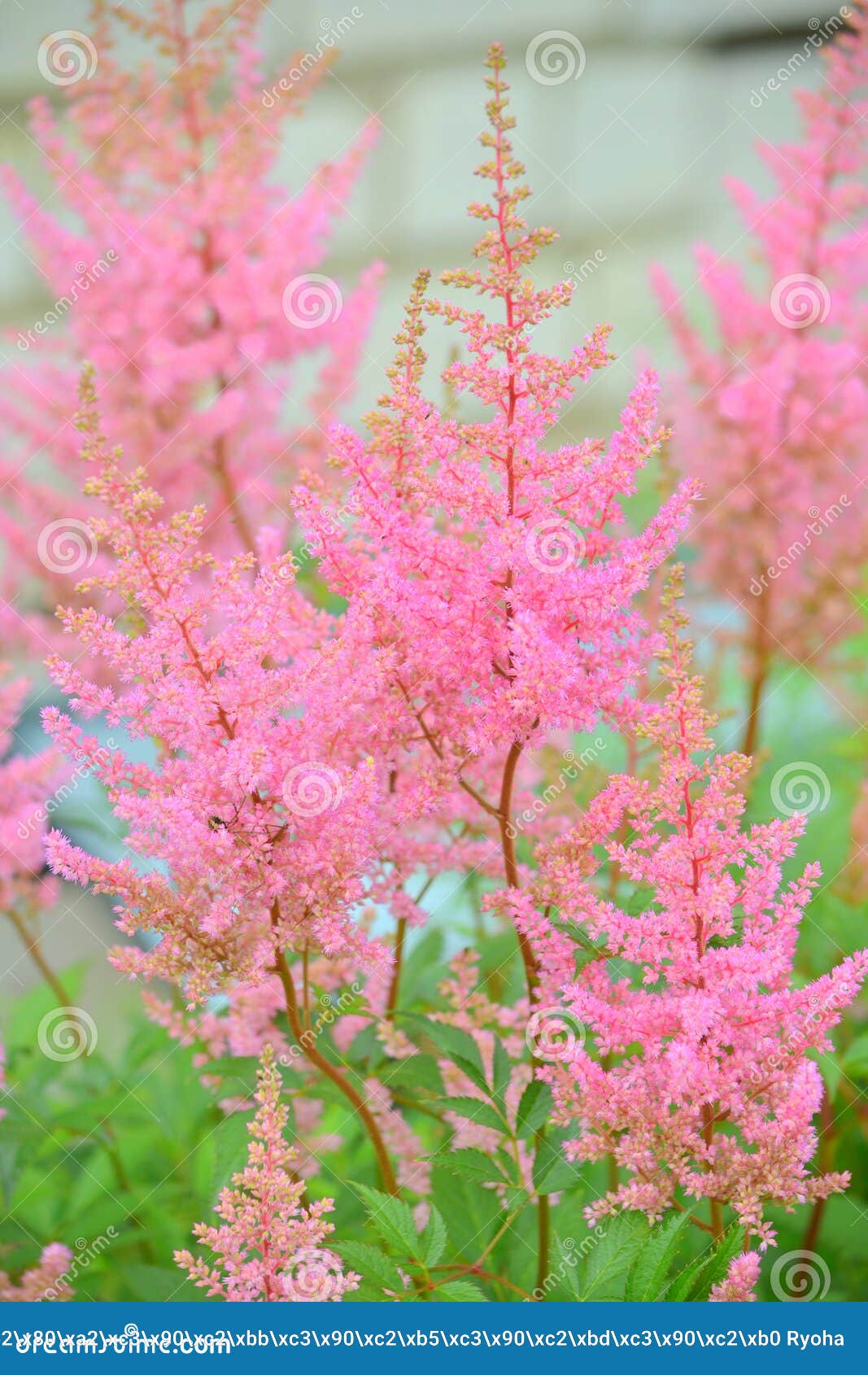 Fluffy Brushes of Pink Flowers Stock Photo - Image of beautiful, flora ...