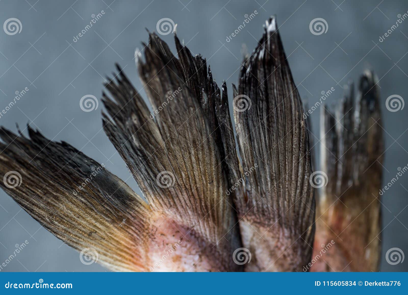 Tails of Raw Fish on Dark Background. Selective Focus Stock Photo ...
