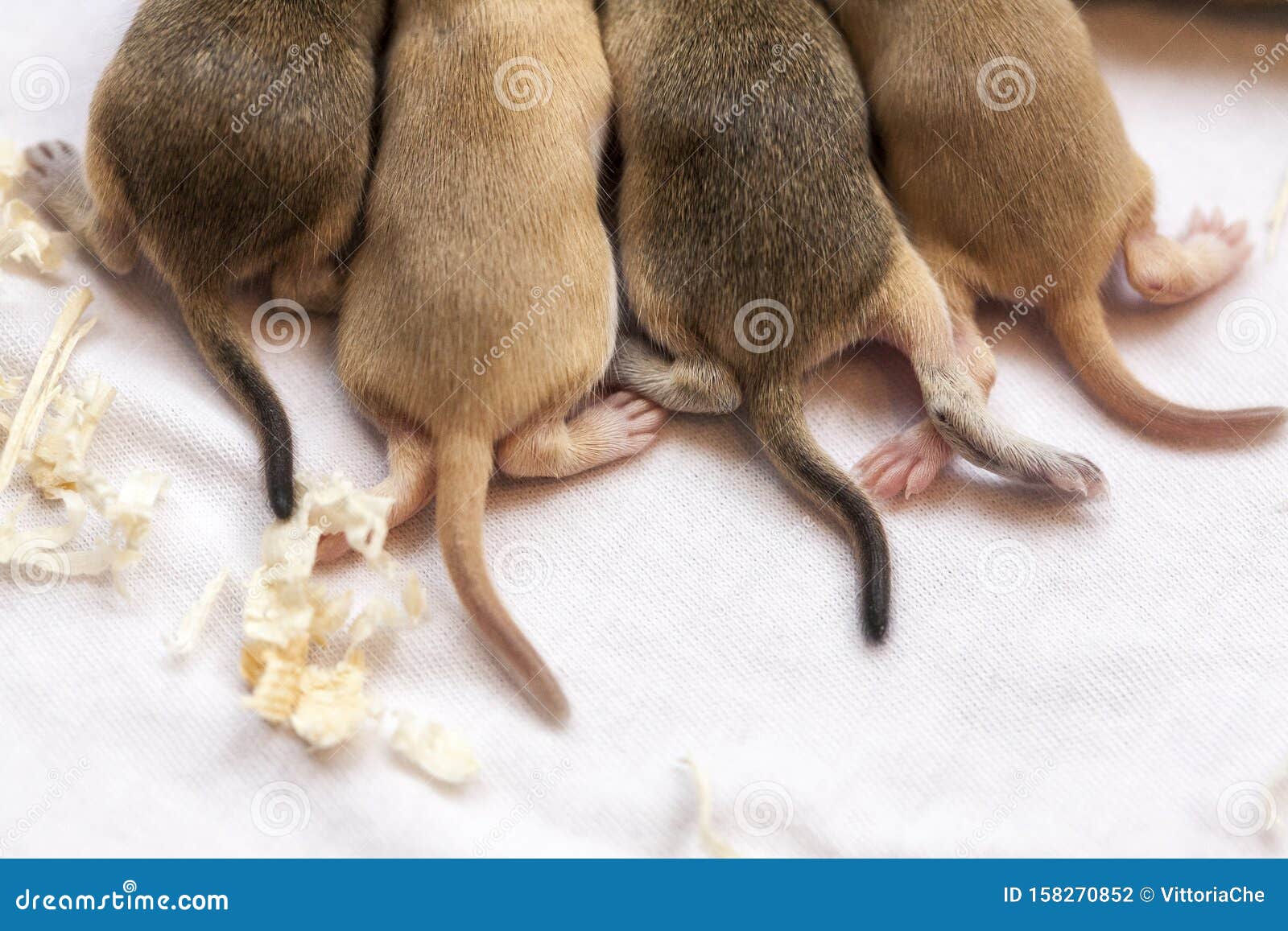 Tails of Small Mice Babies, Close-up Image Stock Photo - Image of ...