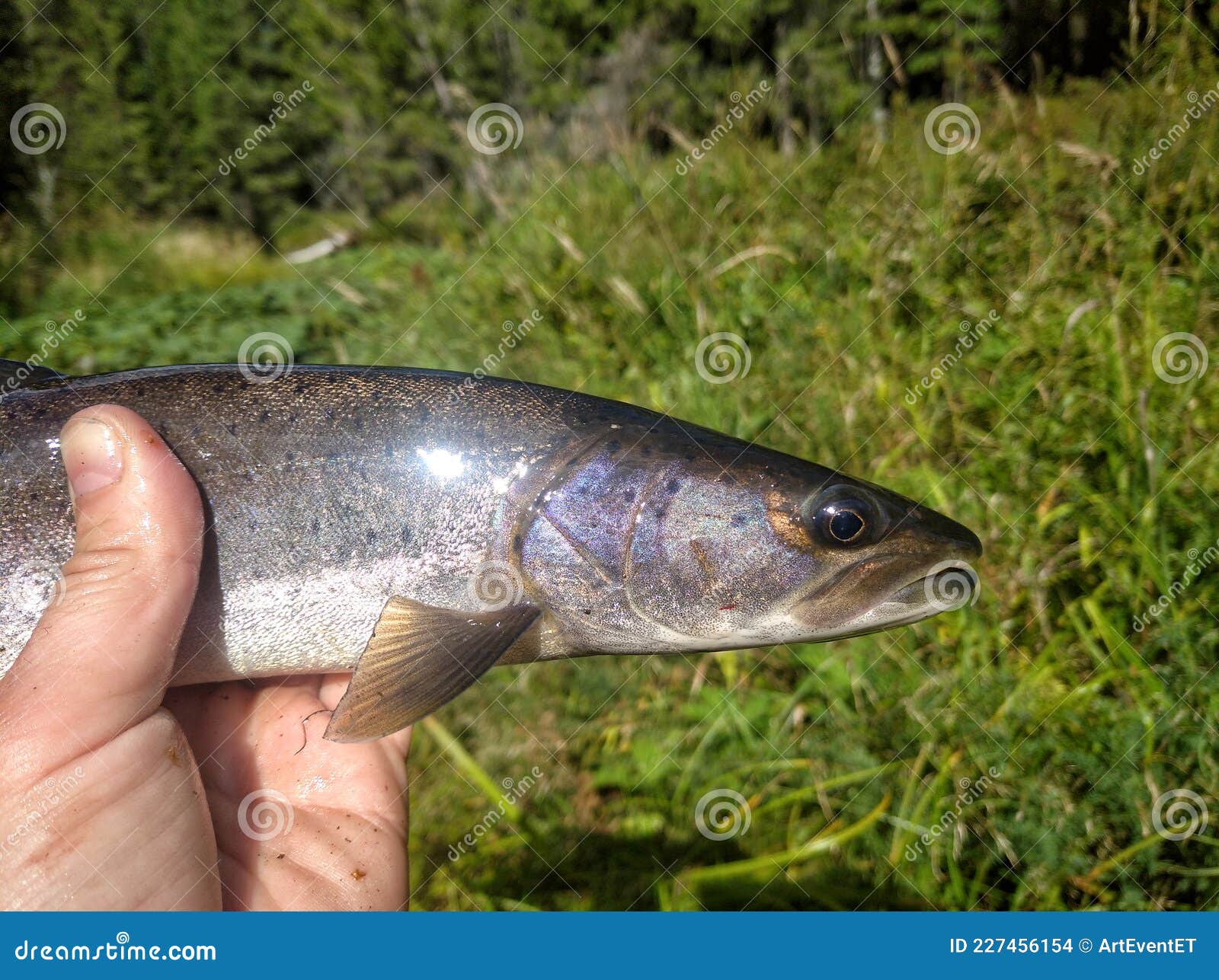 Taimen Fish Hucho Taimen in Fisherman Hand Stock Photo - Image of ...
