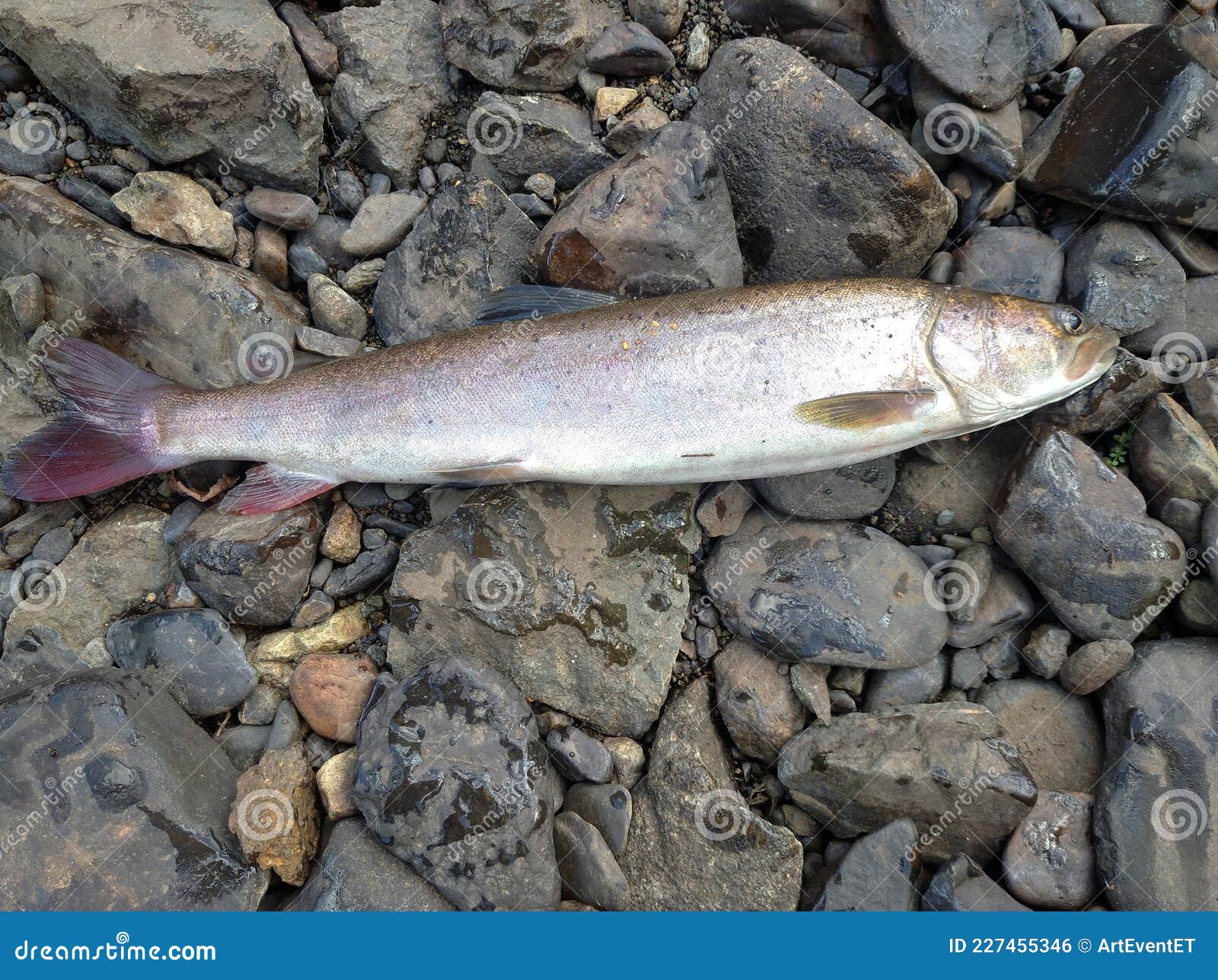 Taimen Hucho Taimen is Largest Fish of the Salmon Family Stock Photo ...