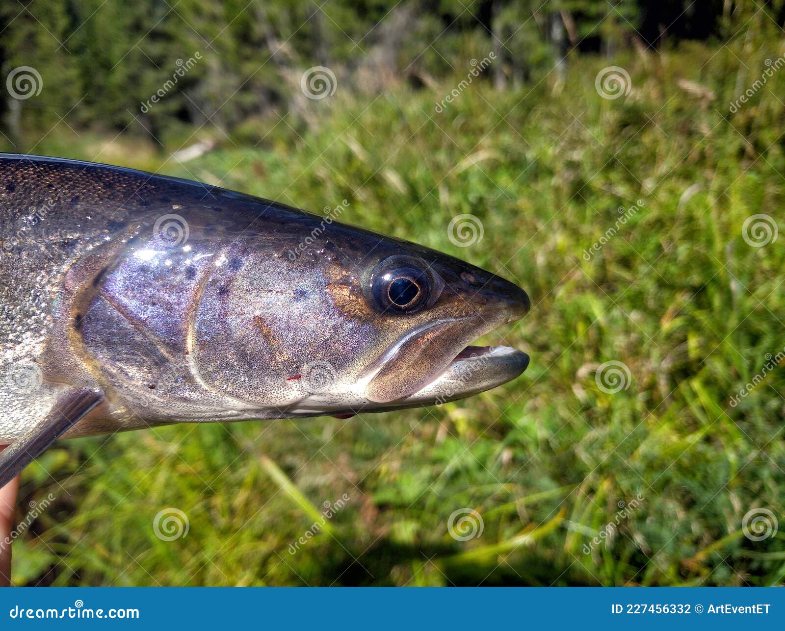 Taimen Hucho Taimen is Largest Fish of the Salmon Family Stock Photo ...