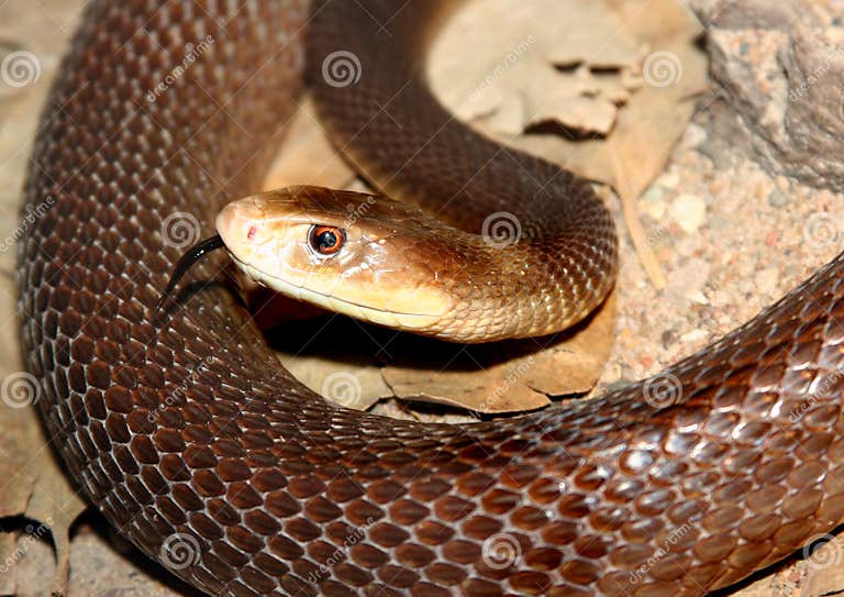 Taipan stock image. Image of viper, taipan, frightening - 11943383