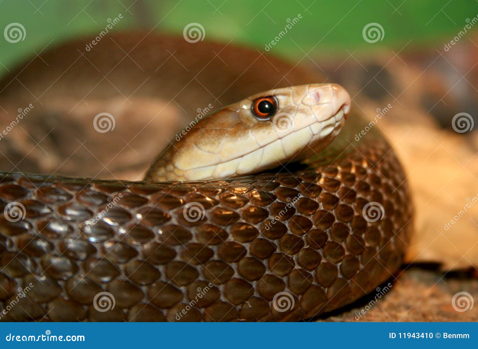 Taipan stock photo. Image of scales, venomous, wild, lethal - 11943410