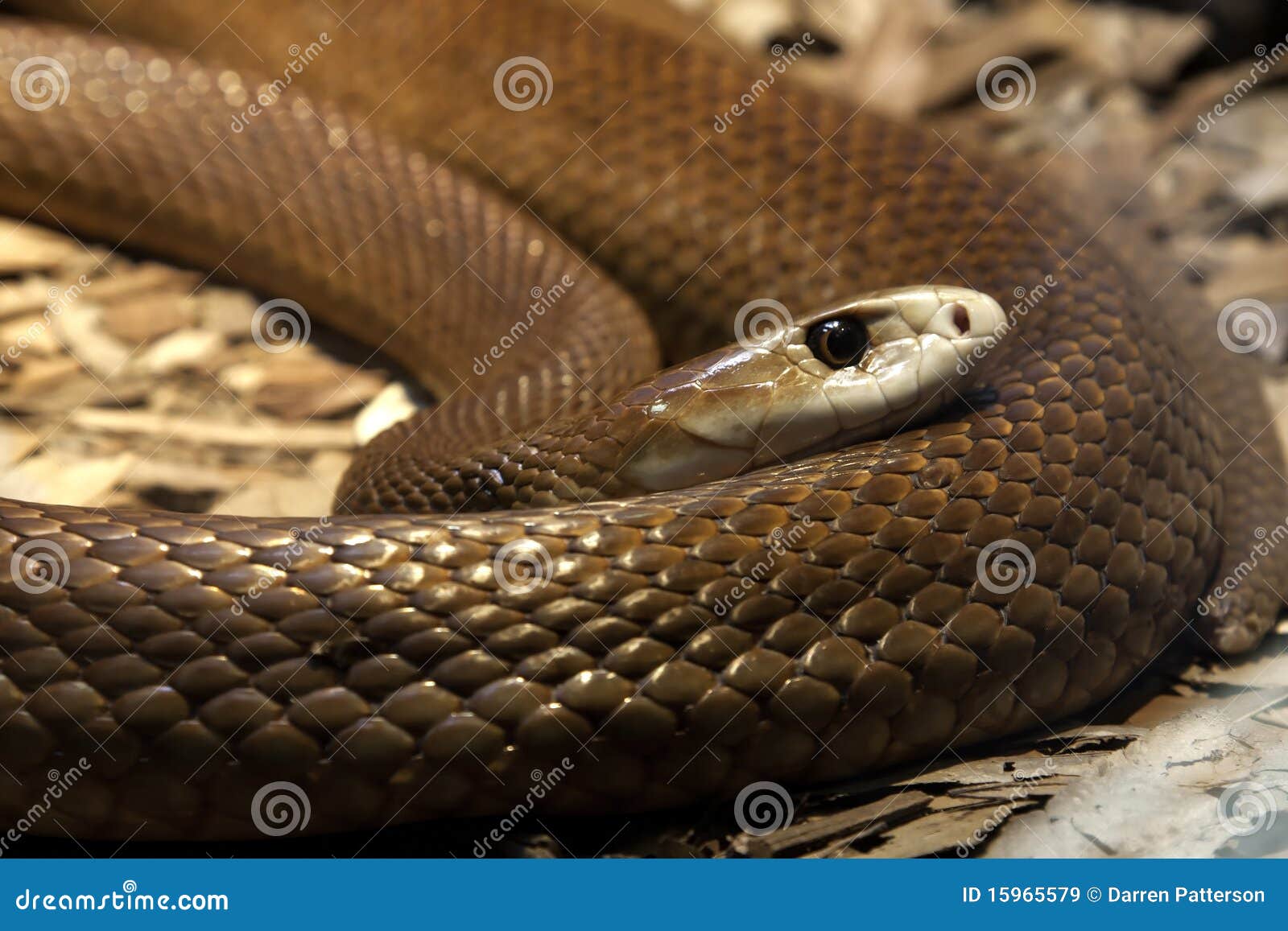 Taipan stock image. Image of reptilian, eyes, pattern - 15965579