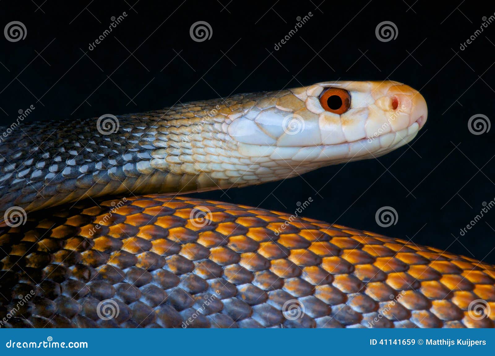 Taipan/Oxyuranus-scutellatuscanni Stock Afbeelding - Image of kust ...