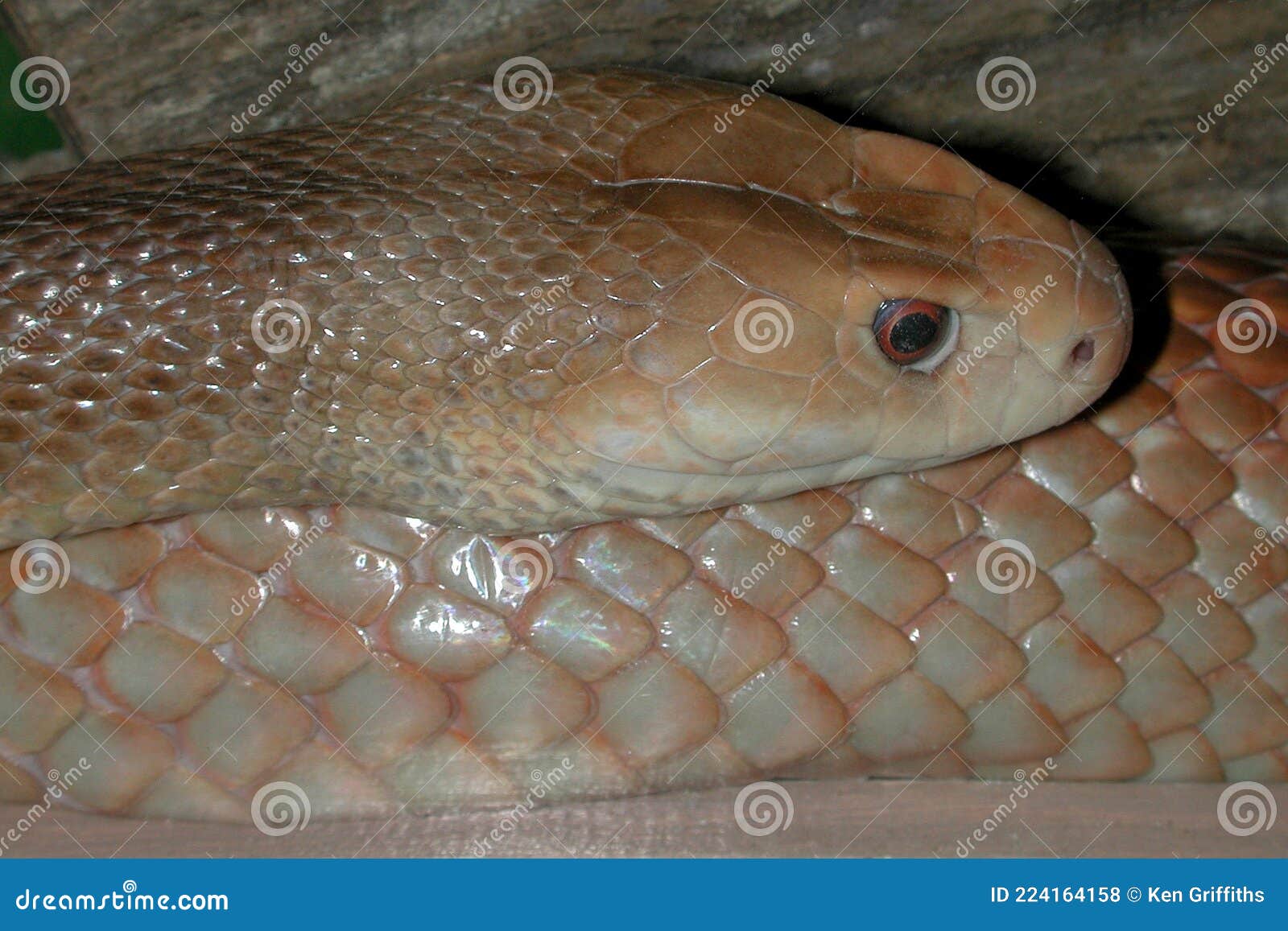 Coastal Taipan Snake stock photo. Image of wildlife - 224164158