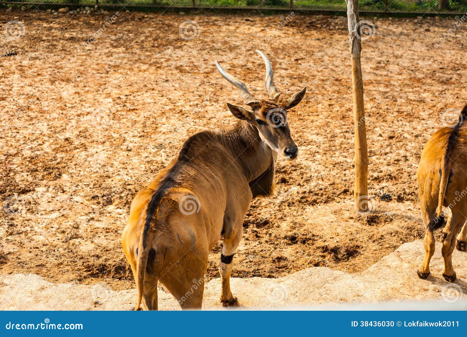 Taiwan Animal stock photo. Image of tree, park, yellow - 38436030