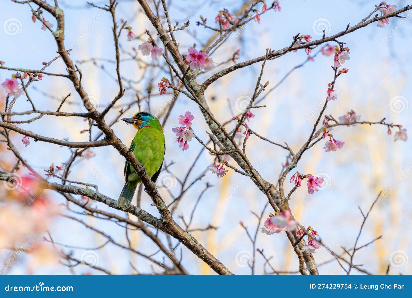 Taiwan Barbet Bird on Sakura Tree Stock Photo - Image of blooming ...