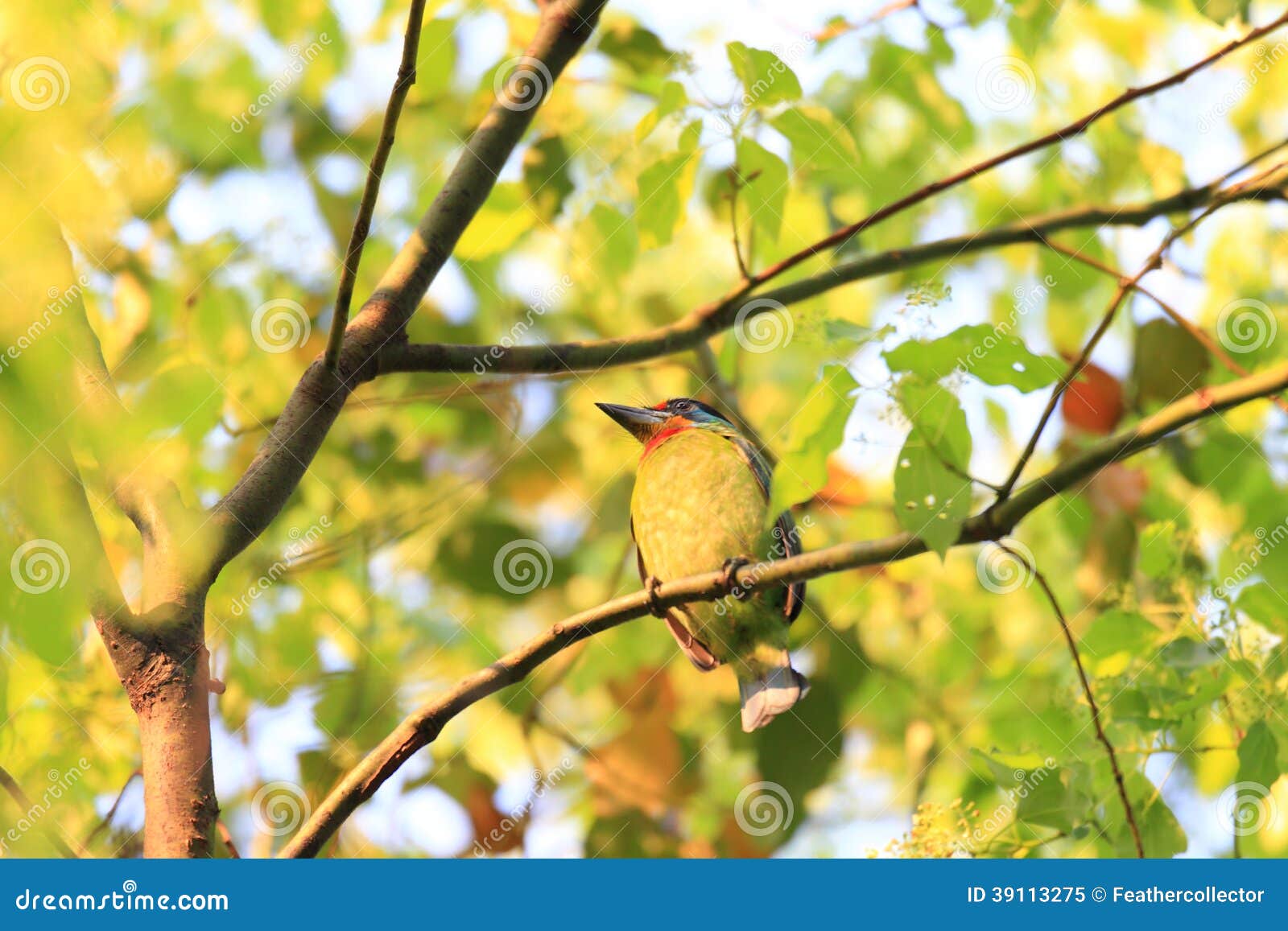 Taiwan Barbet stock image. Image of taiwan, green, wildlife - 39113275