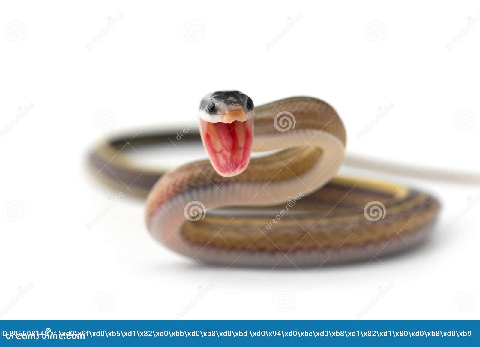 Taiwan Beauty Rat Snake Isolated on White Background Stock Image ...