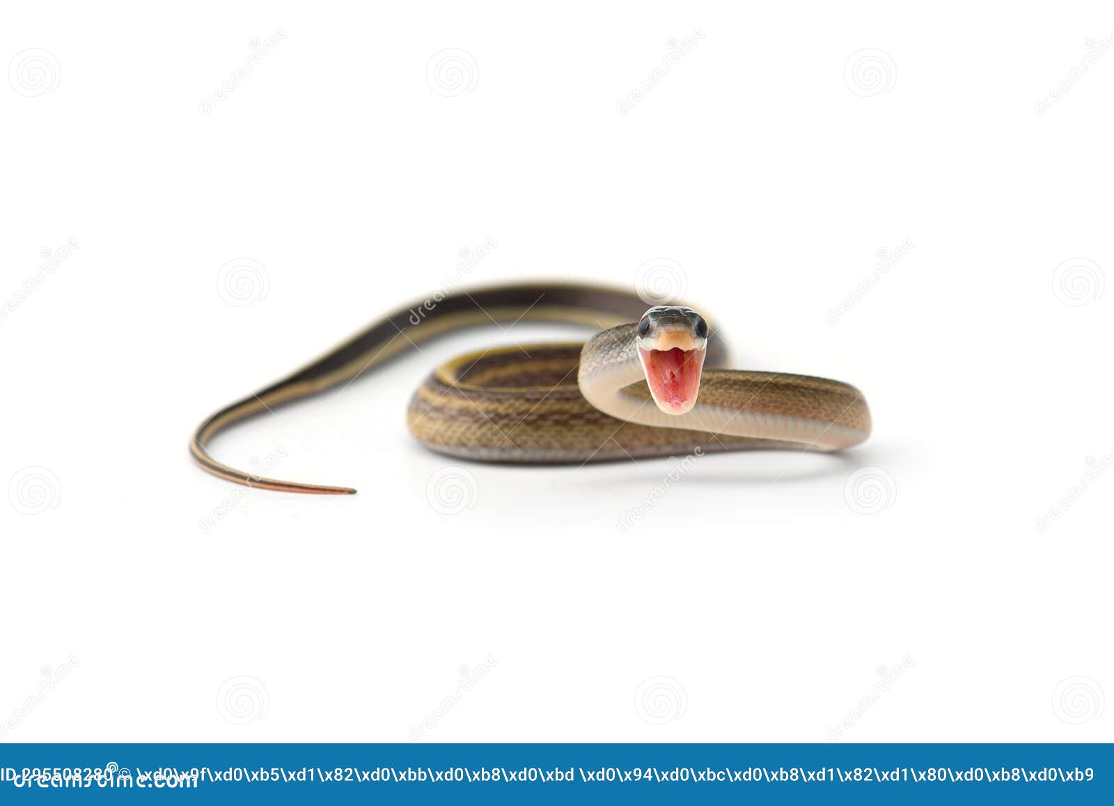 Taiwan Beauty Rat Snake Isolated on White Background Stock Photo ...