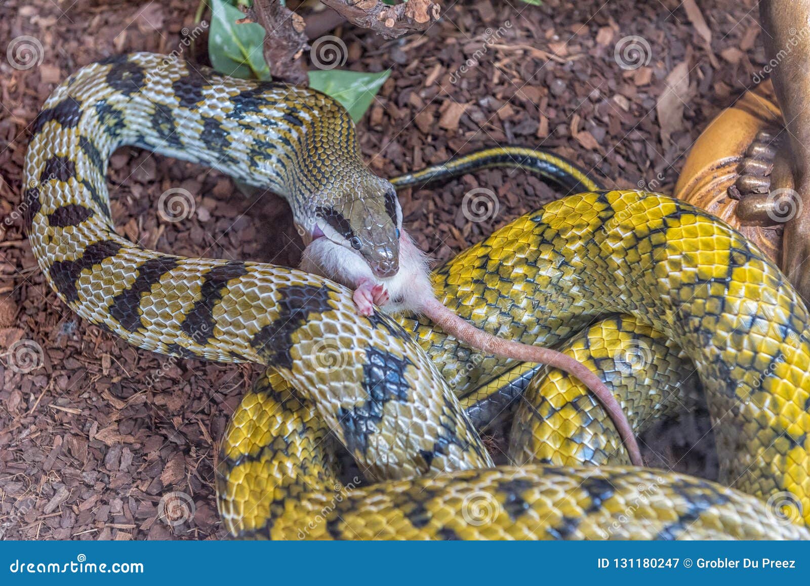 Taiwan Beauty Snake in Captivity Eating a Mouse Stock Image - Image of ...