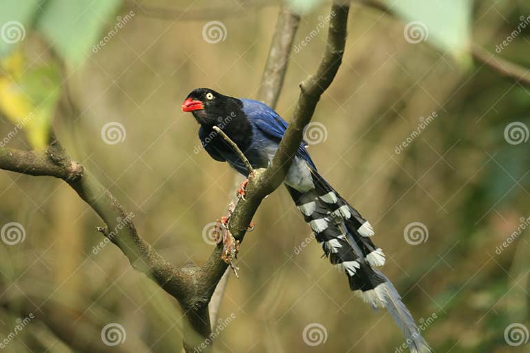 Taiwan Blue Magpie stock photo. Image of caerulea, bird - 8199302