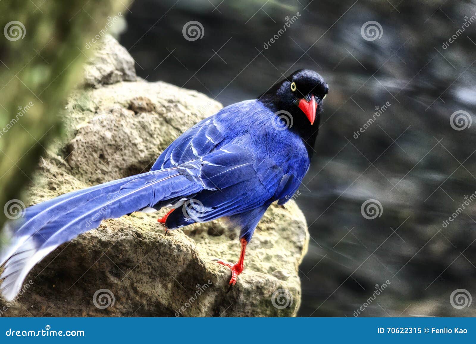 Taiwan Blue Magpie stock image. Image of formosan, purple - 70622315